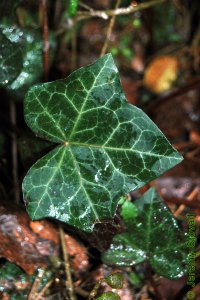 SFA Dendro - Araliaceae Hedera helix - English ivy (Lab 7)