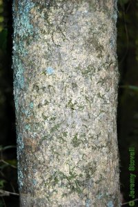 SFA Dendro - Aquifoliaceae Ilex coriacea - tall gallberry holly