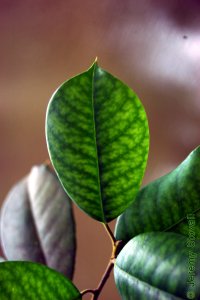 SFA Dendro - Aquifoliaceae Ilex coriacea - tall gallberry holly