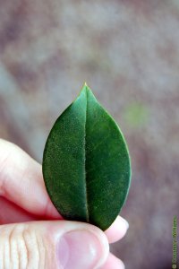SFA Dendro - Aquifoliaceae Ilex coriacea - tall gallberry holly