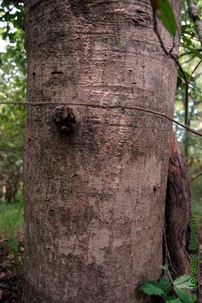 SFA Dendro - Aquifoliaceae Ilex coriacea - tall gallberry holly