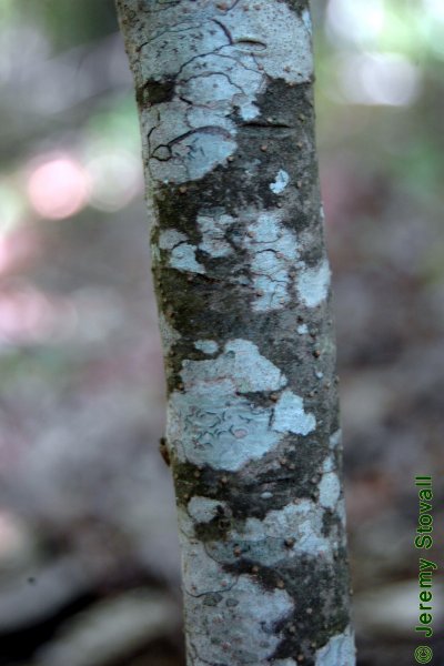 SFA Dendro - Aquifoliaceae Ilex decidua - possumhaw (Lab 2)