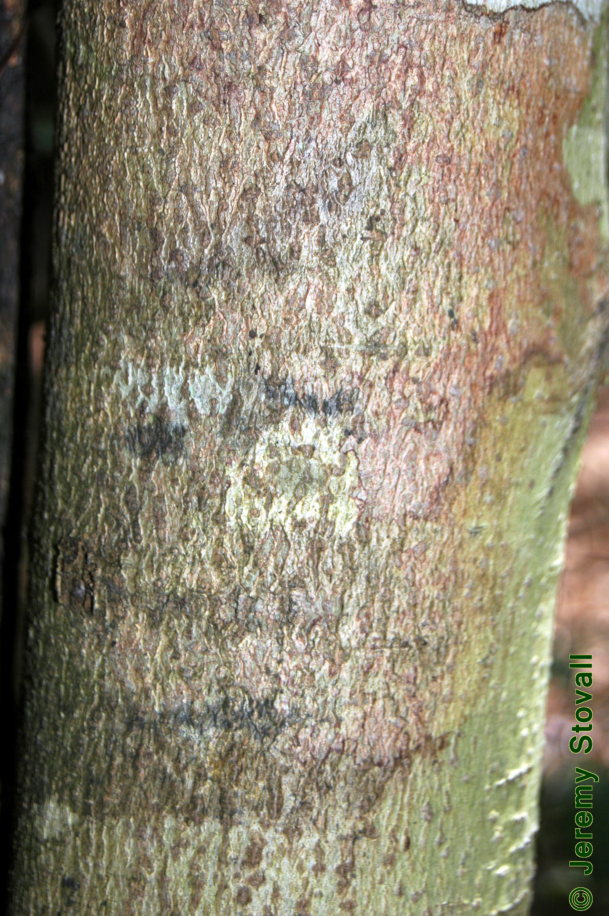 SFA Dendro - Aquifoliaceae Ilex opaca - American holly (Lab 6)