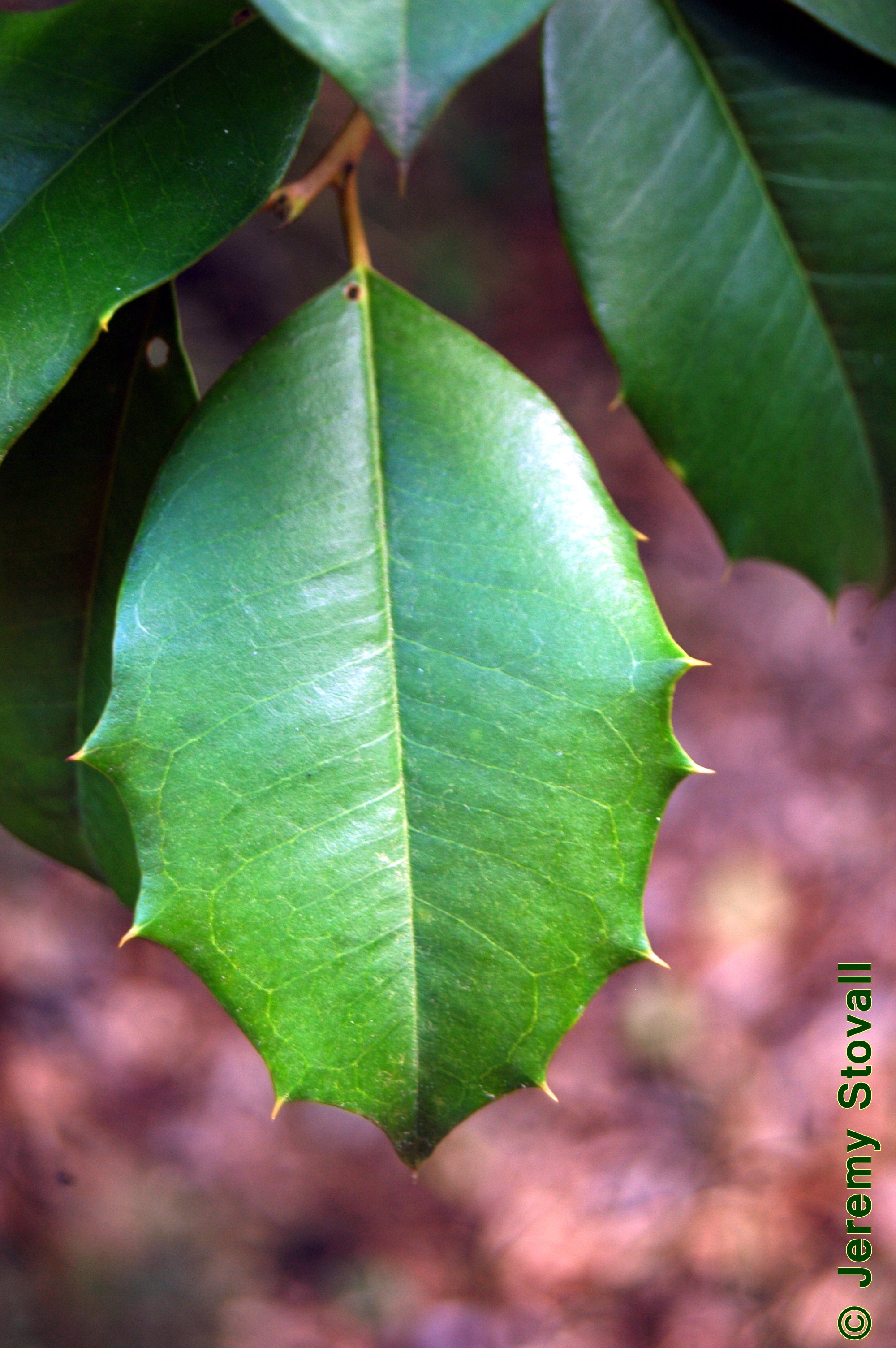 SFA Dendro - Aquifoliaceae Ilex opaca - American holly (Lab 6)