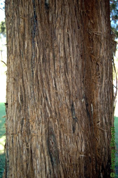 SFA Dendro - Cupressaceae Juniperus virginiana - eastern redcedar (Lab 3)
