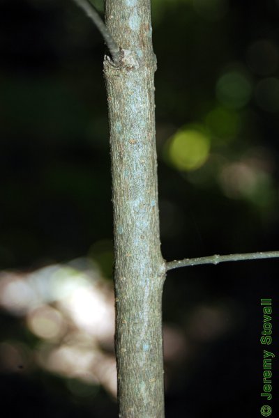 SFA Dendro - Oleaceae Ligustrum lucidum - glossy privet (Lab 2)