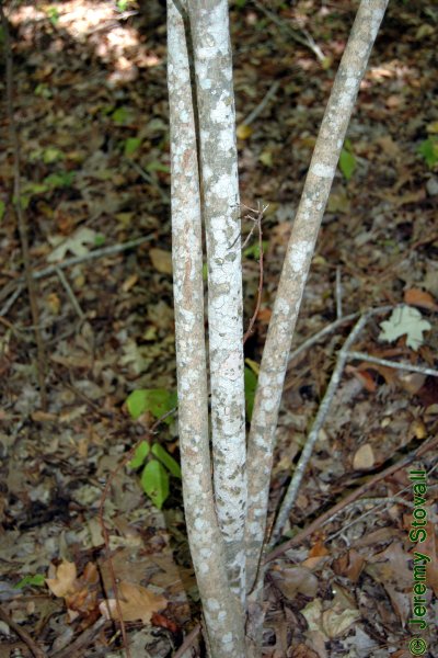 SFA Dendro - Oleaceae Ligustrum lucidum - glossy privet (Lab 2)