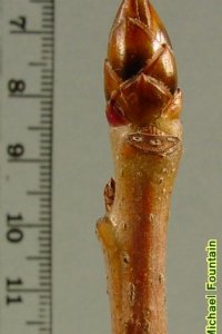 SFA Dendro - Hamamelidaceae Liquidambar styraciflua - sweetgum (Lab 3)