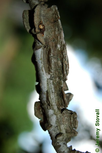 SFA Dendro - Hamamelidaceae Liquidambar styraciflua - sweetgum (Lab 3)