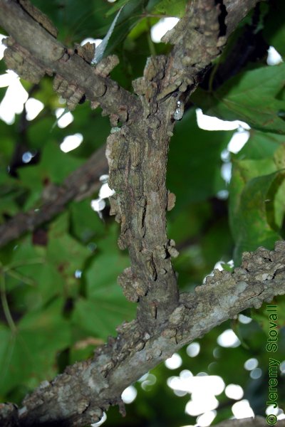 SFA Dendro - Hamamelidaceae Liquidambar styraciflua - sweetgum (Lab 3)