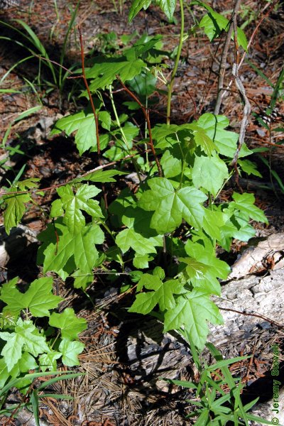 SFA Dendro - Hamamelidaceae Liquidambar styraciflua - sweetgum (Lab 3)