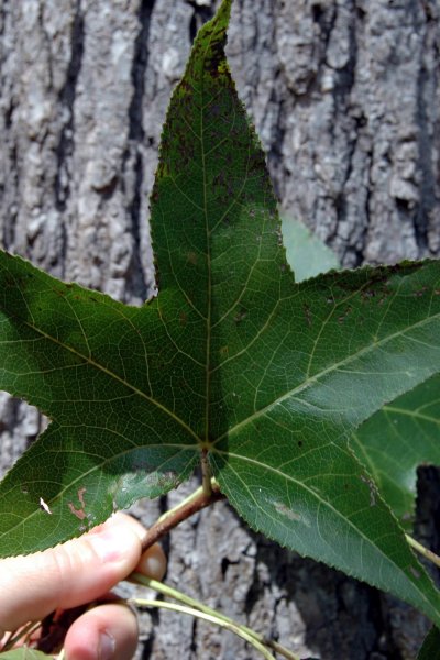 SFA Dendro - Hamamelidaceae Liquidambar styraciflua - sweetgum (Lab 3)