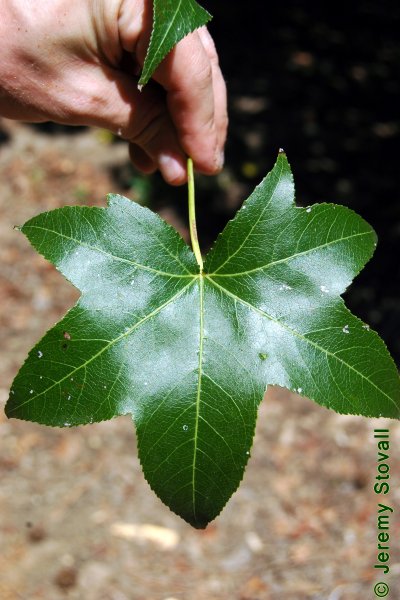 SFA Dendro - Hamamelidaceae Liquidambar styraciflua - sweetgum (Lab 3)