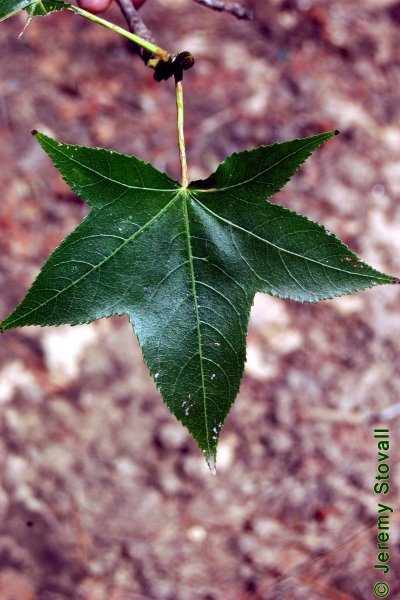 SFA Dendro - Hamamelidaceae Liquidambar styraciflua - sweetgum (Lab 3)