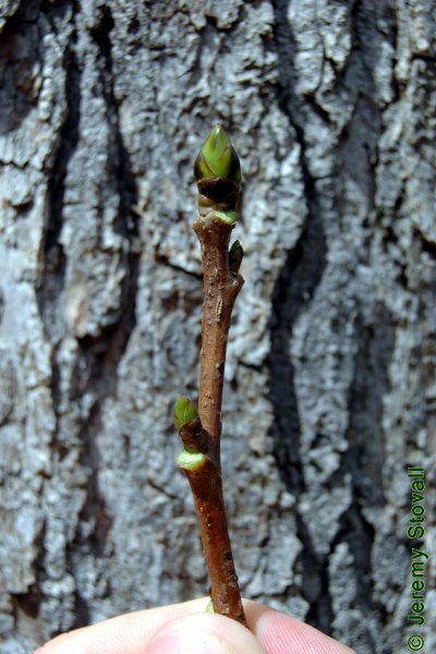 SFA Dendro - Hamamelidaceae Liquidambar styraciflua - sweetgum (Lab 3)
