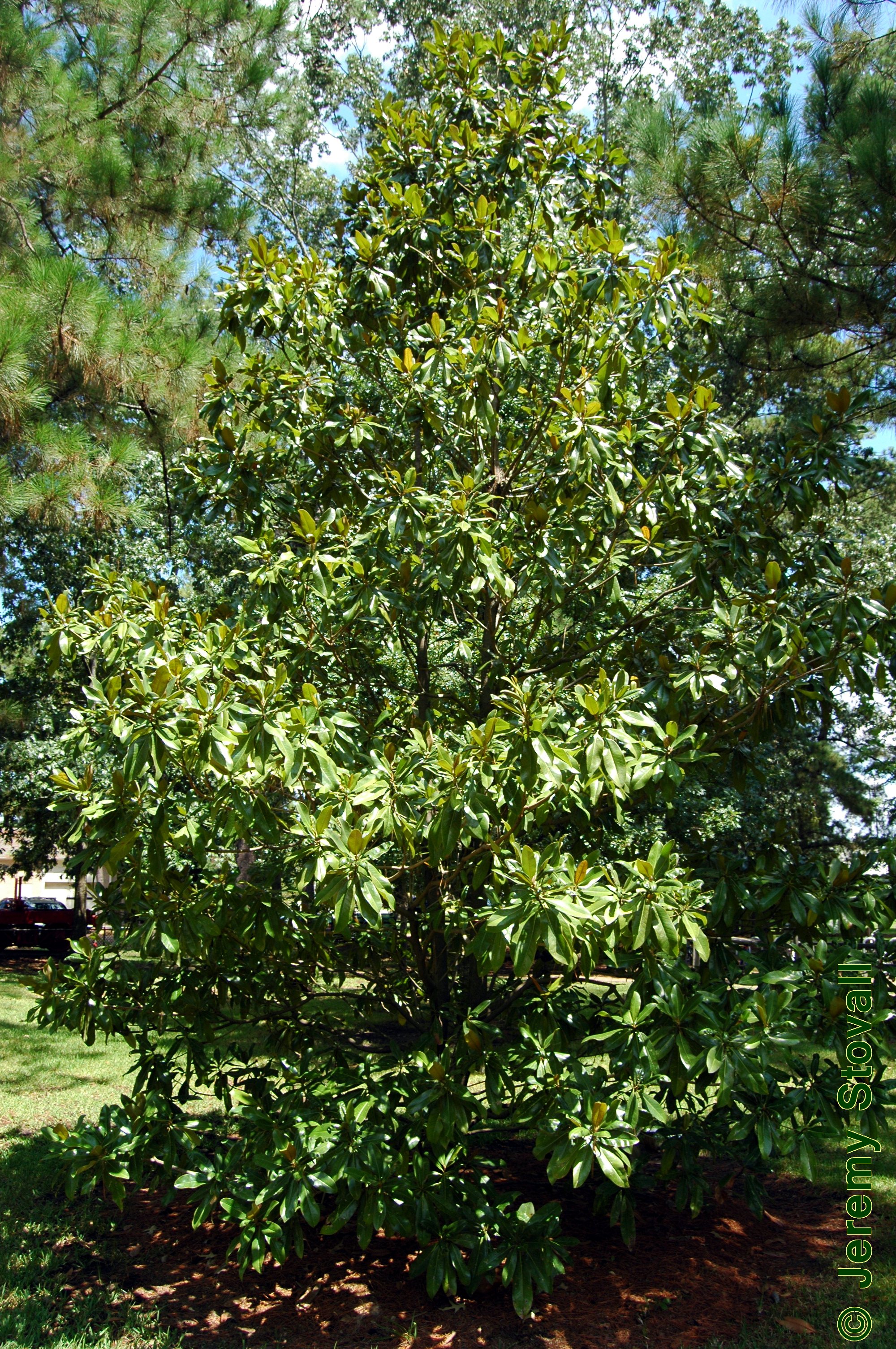 SFA Dendro - Magnoliaceae Magnolia grandiflora - southern magnolia (Lab 01)