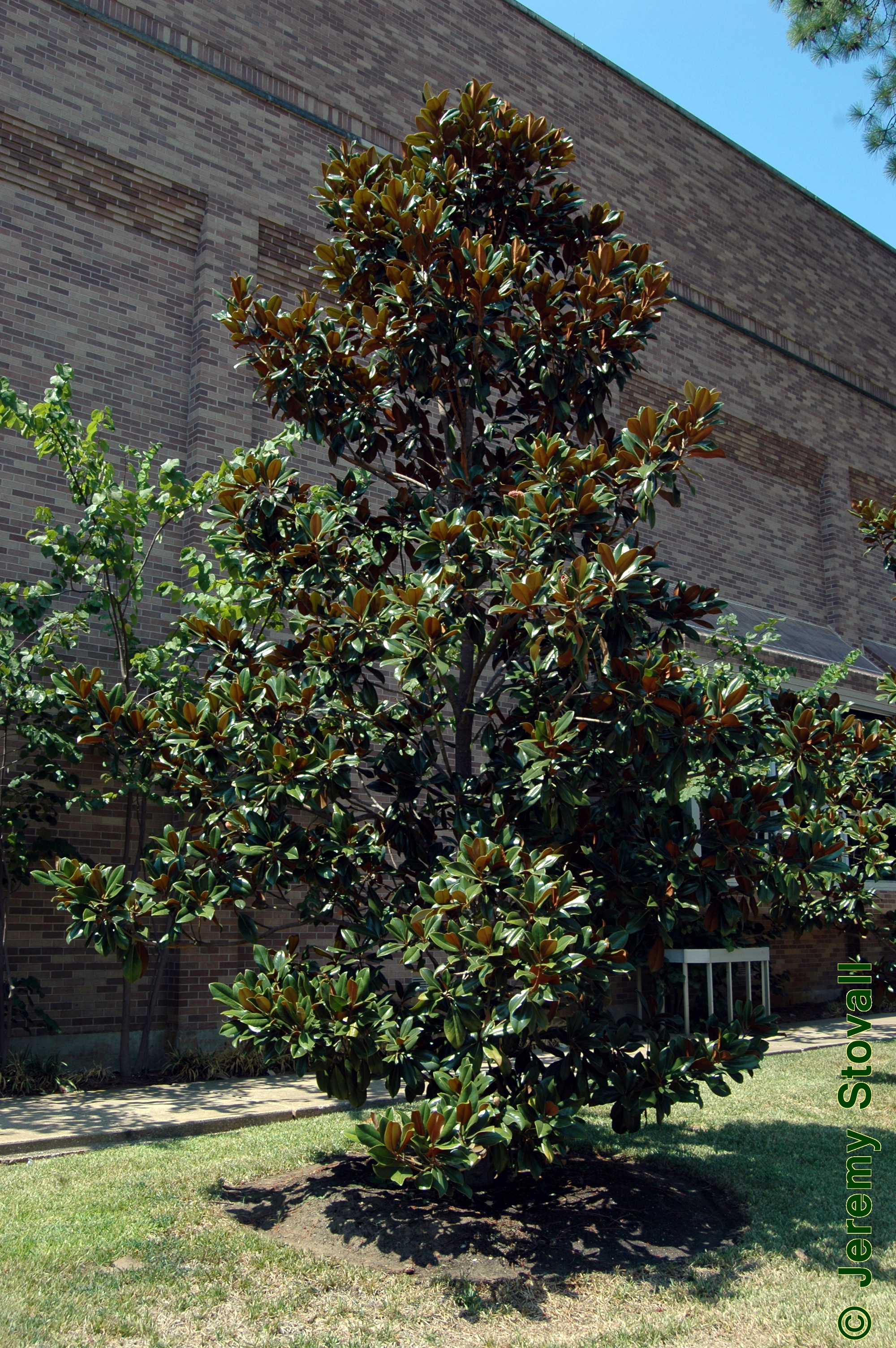 SFA Dendro - Magnoliaceae Magnolia grandiflora - southern magnolia (Lab 01)