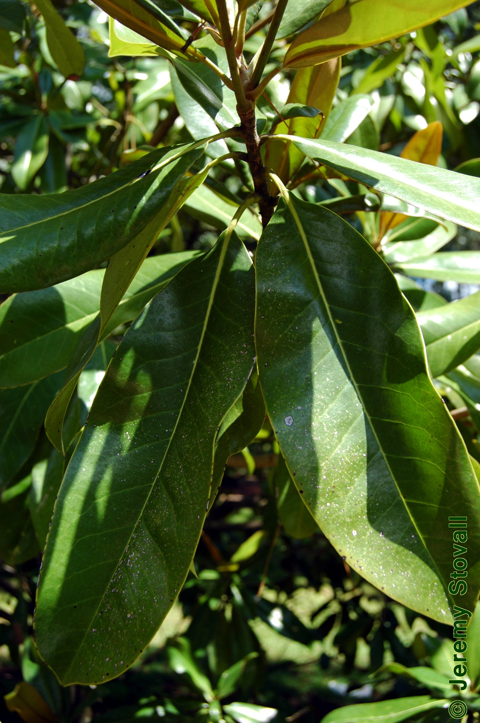 SFA Dendro - Magnoliaceae Magnolia grandiflora - southern magnolia (Lab 01)
