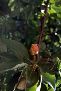 SFA Dendro - Magnoliaceae Magnolia virginiana - sweetbay (Lab 7)
