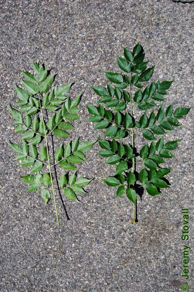 SFA Dendro - Meliaceae Melia azedarach - Chinaberrytree (Lab 2)