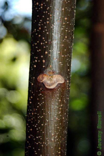 SFA Dendro - Meliaceae Melia azedarach - Chinaberrytree (Lab 2)