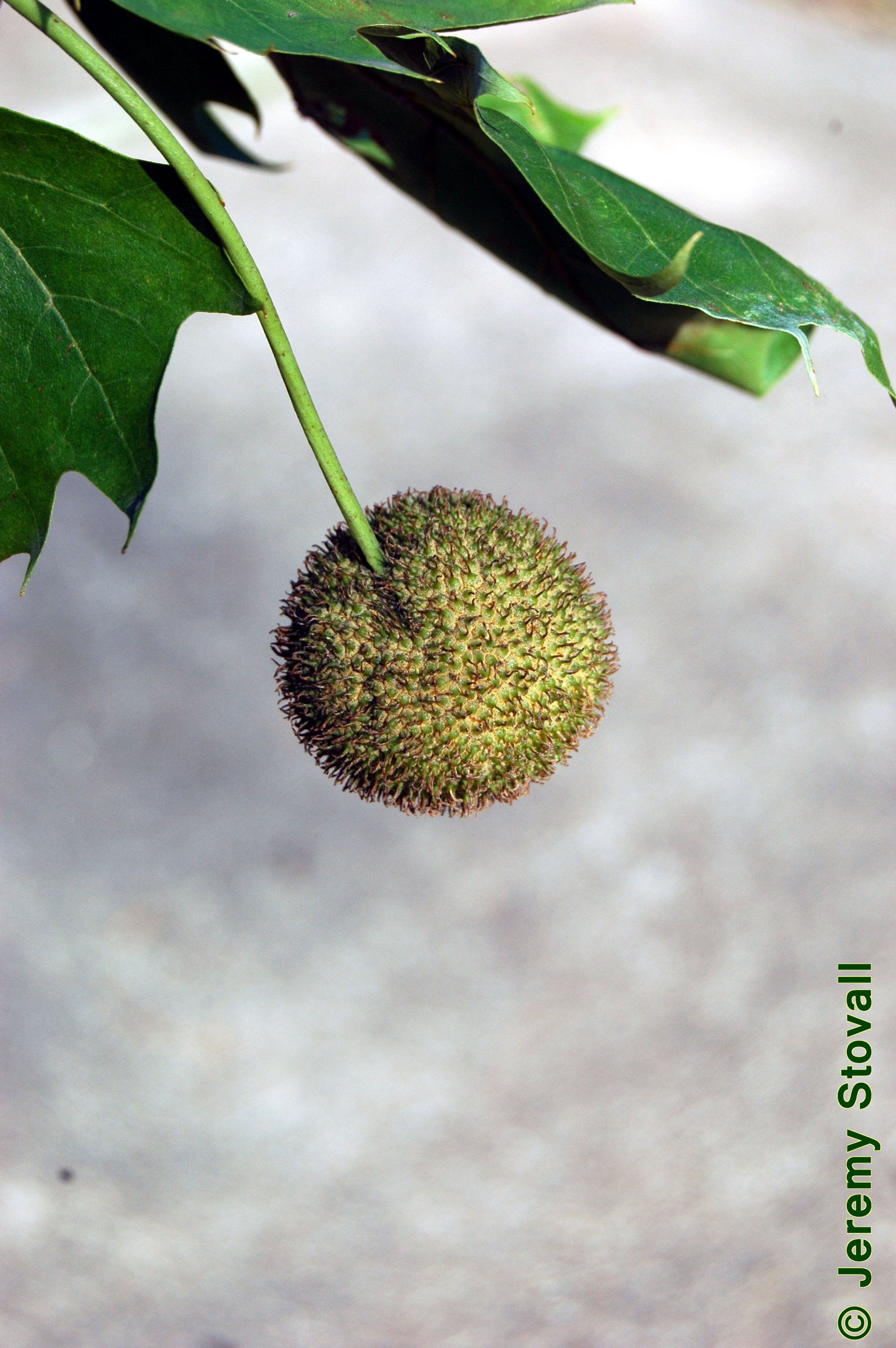 SFA Dendro - Fruit Morphology: Types