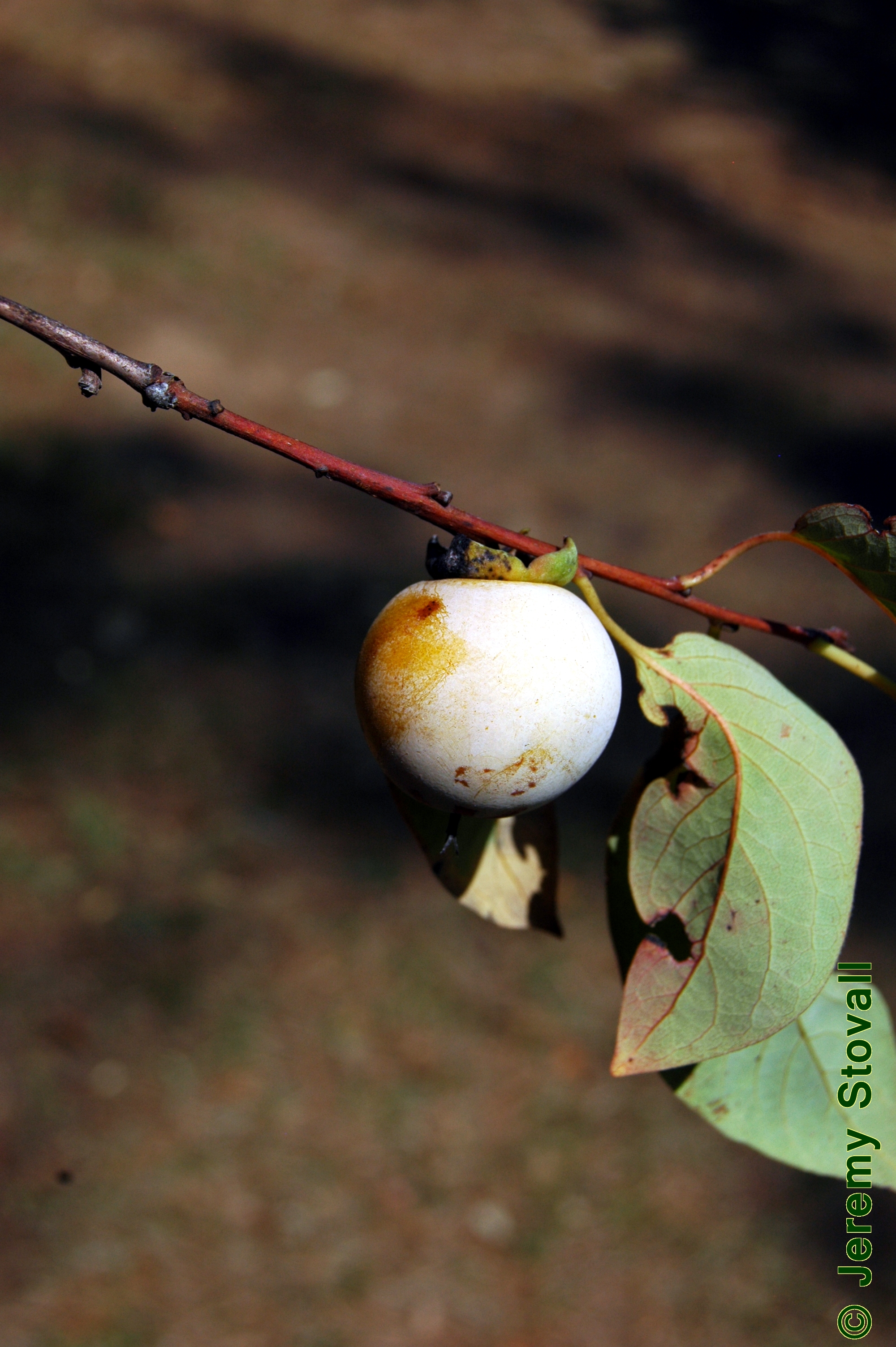 SFA Dendro - Fruit Morphology: Types