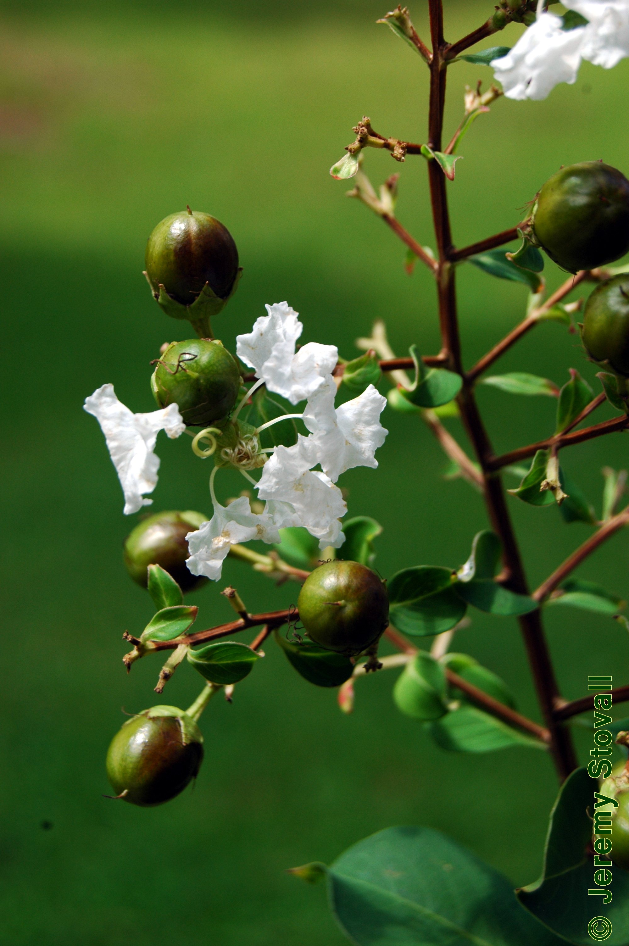 SFA Dendro - Fruit Morphology: Types