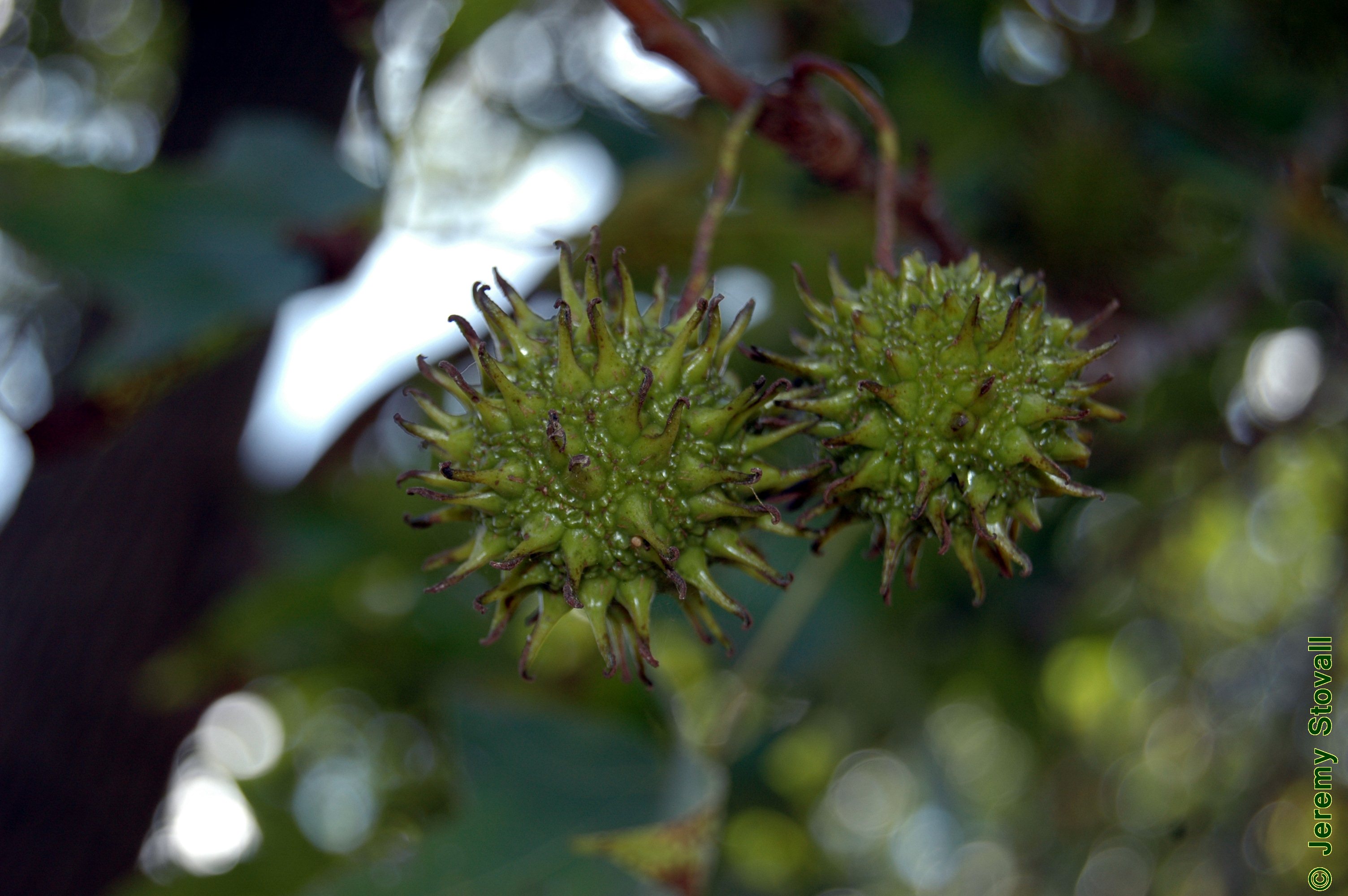 SFA Dendro - Fruit Morphology: Types