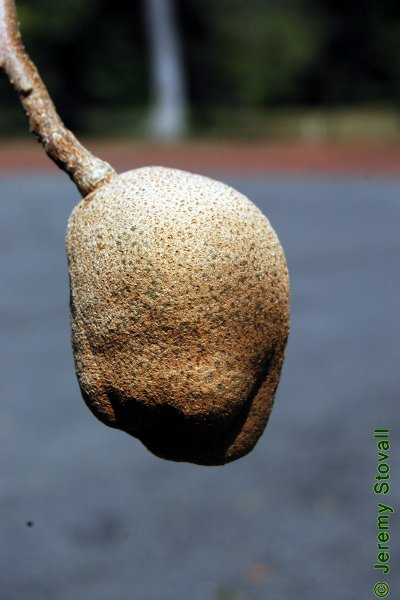 SFA Dendro - Fruit Morphology: Types