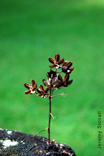 SFA Dendro - Fruit Morphology: Types