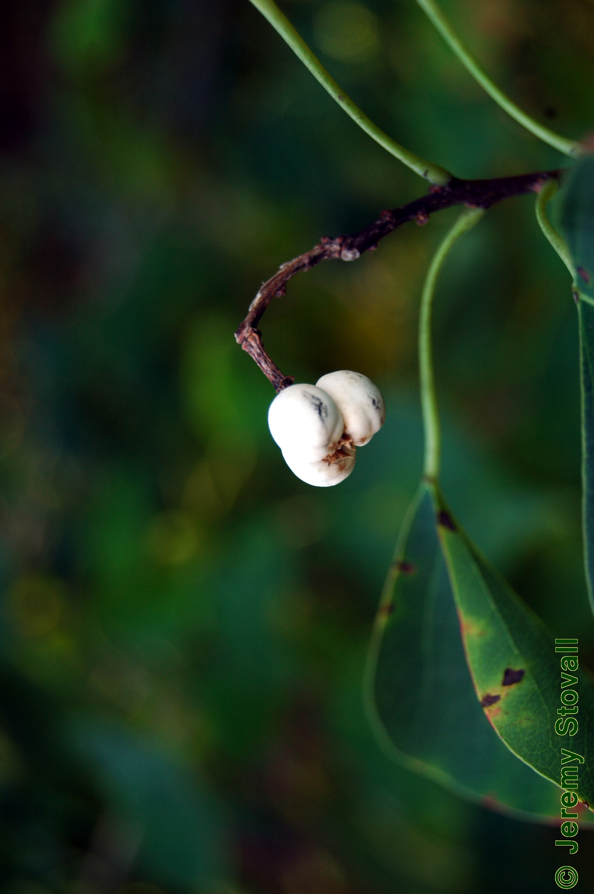 SFA Dendro - Fruit Morphology: Types