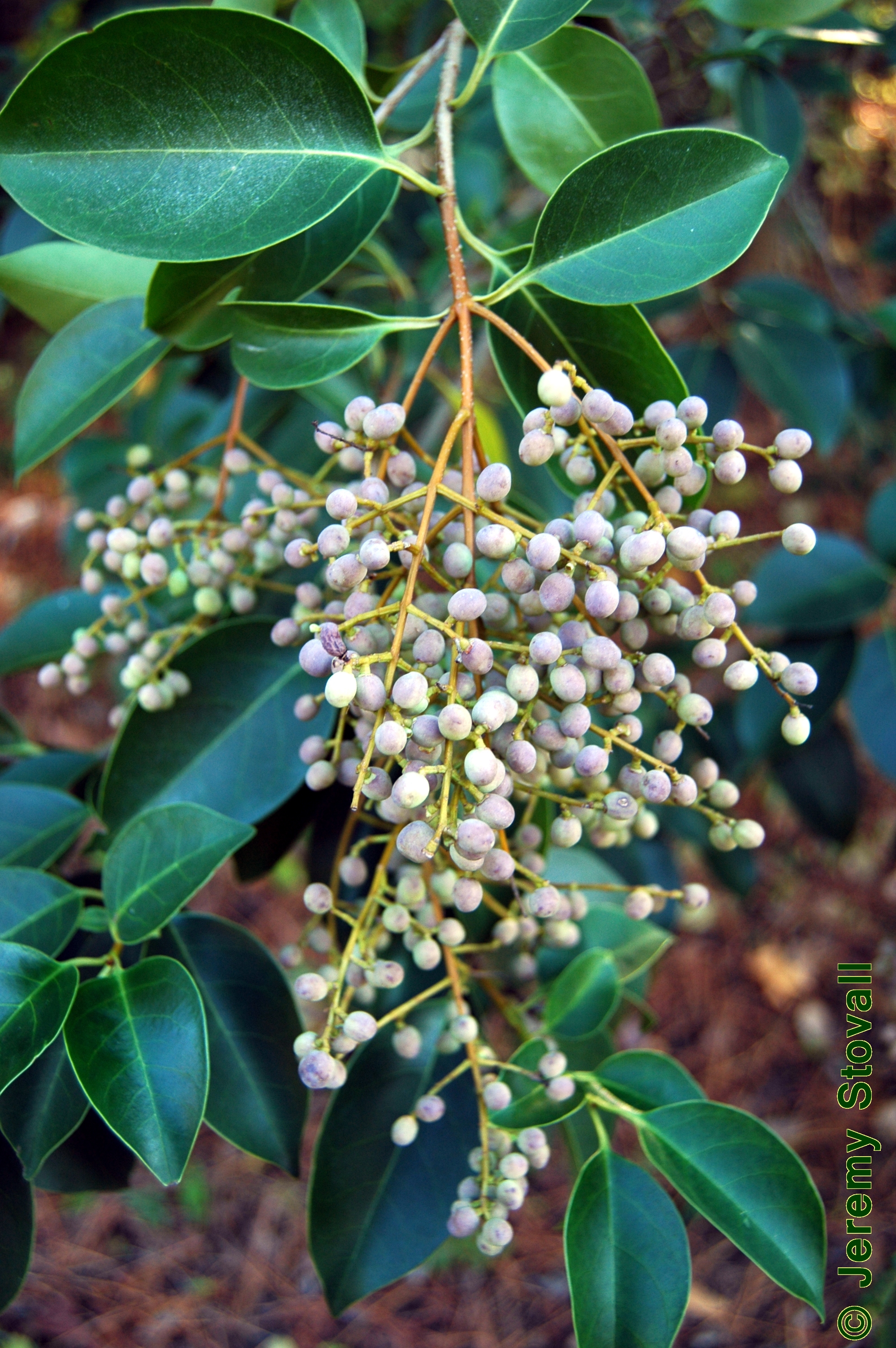 SFA Dendro - Fruit Morphology: Types