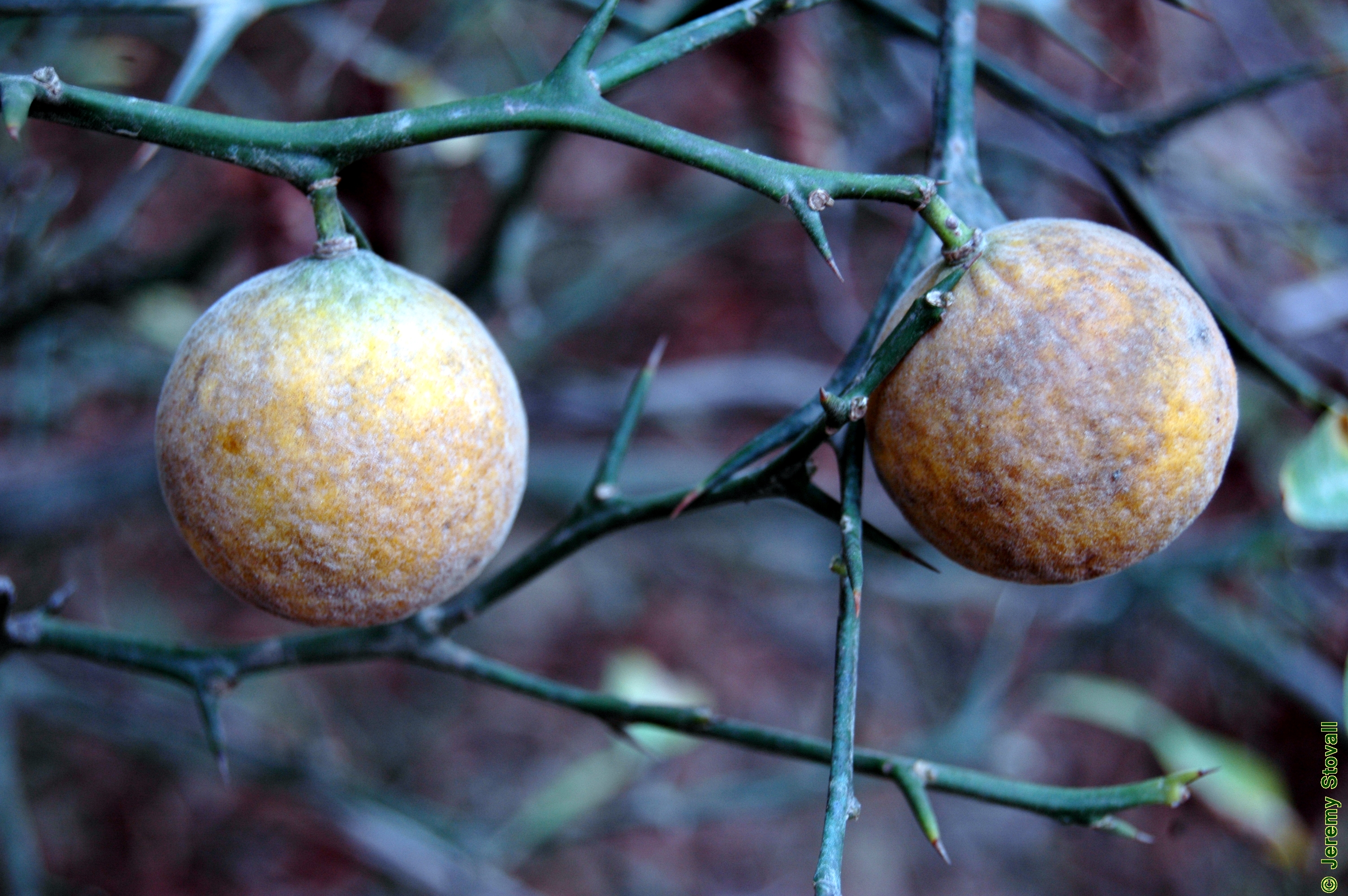 hesperidium fruit examples
