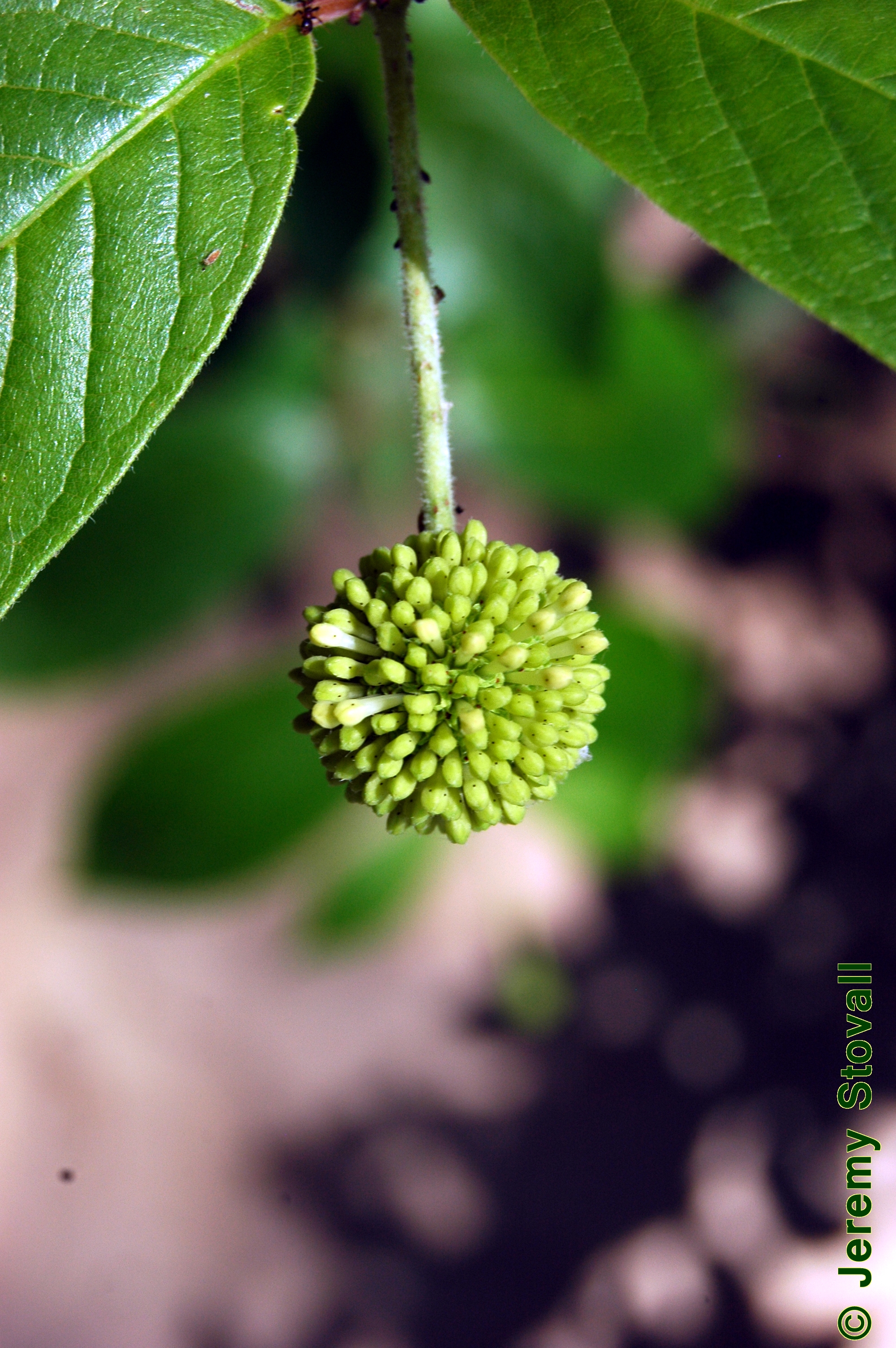 SFA Dendro - Fruit Morphology: Types