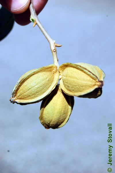 SFA Dendro - Fruit Morphology: Types