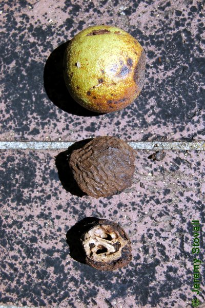 SFA Dendro - Fruit Morphology: Types