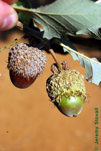 SFA Dendro - Fruit Morphology: Types