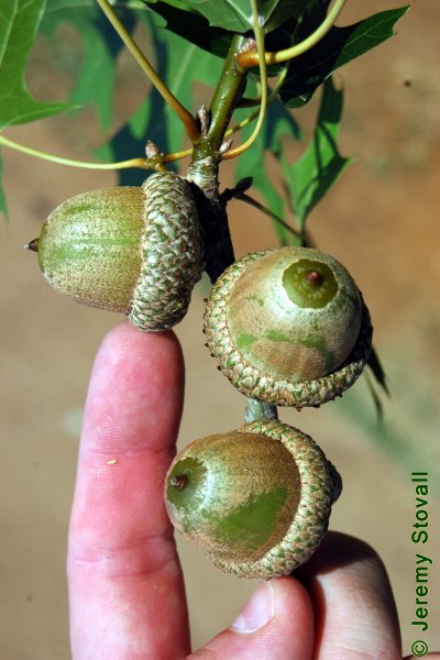 SFA Dendro - Fruit Morphology: Types