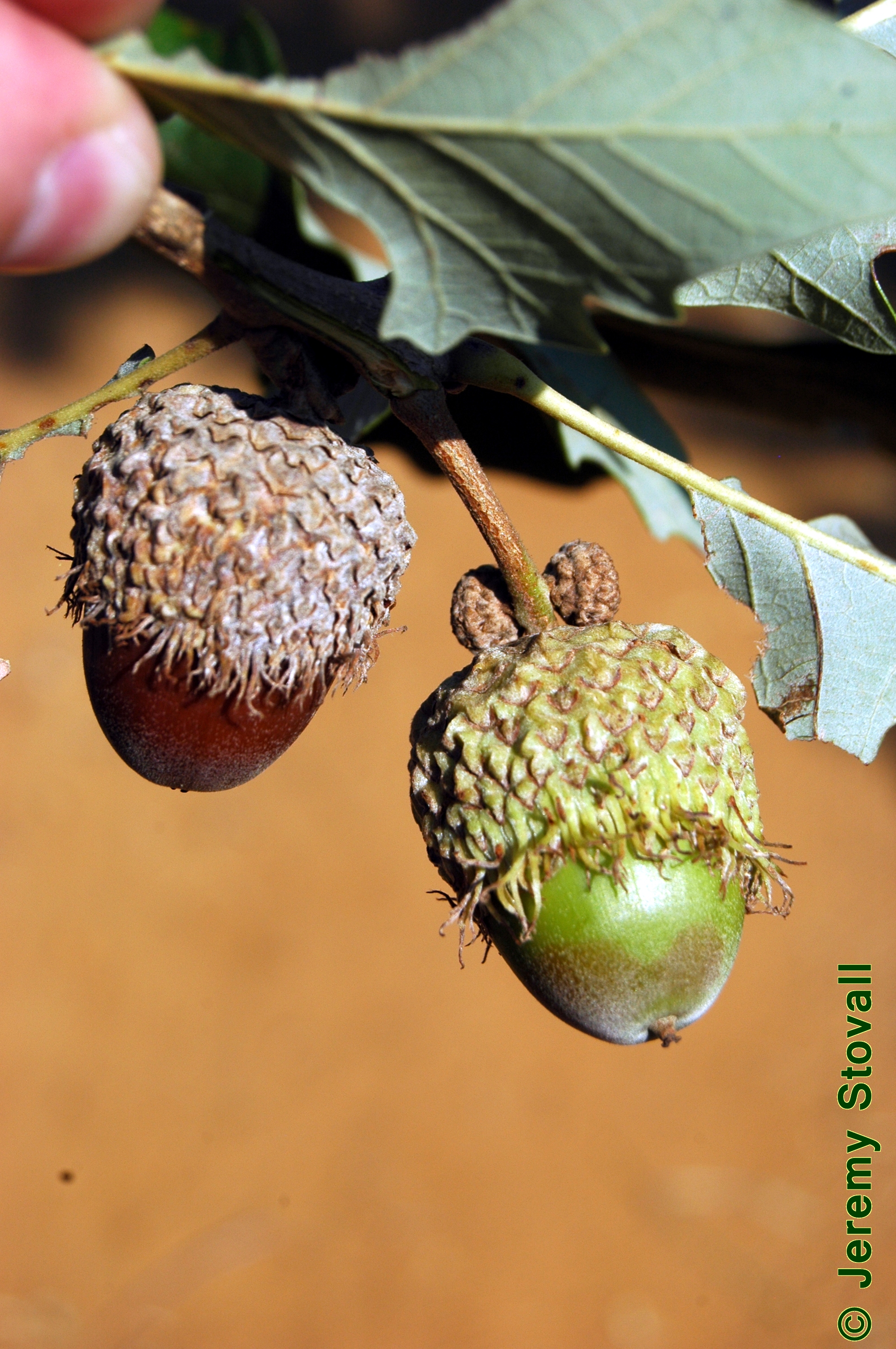 SFA Dendro - Fruit Morphology: Types