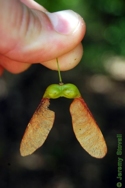 SFA Dendro - Fruit Morphology: Types