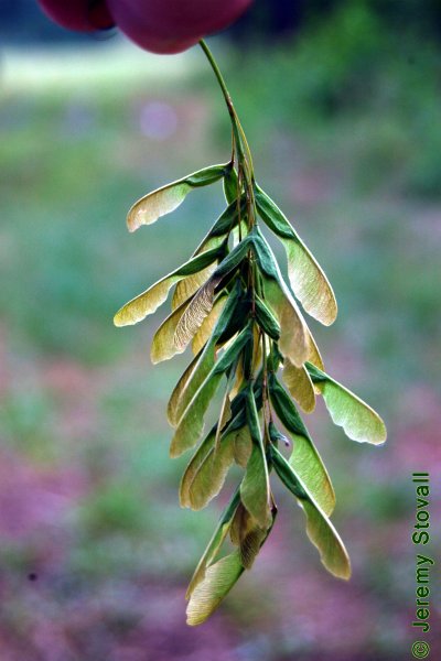 SFA Dendro - Fruit Morphology: Types
