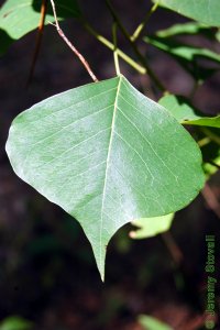 SFA Dendro - Leaf Morphology: Apices