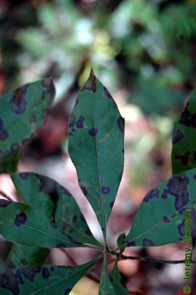 SFA Dendro - Leaf Morphology: Apices