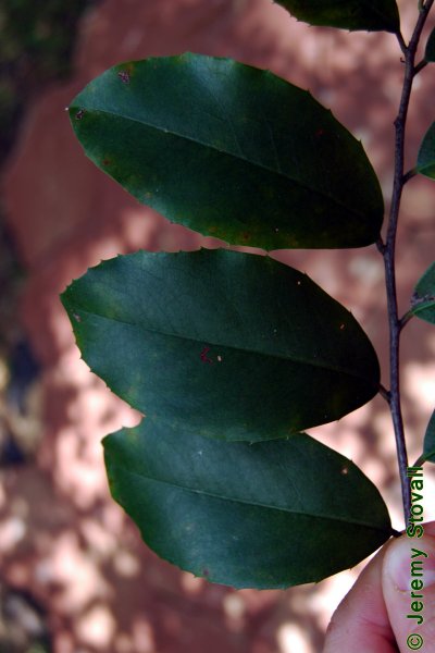 SFA Dendro - Leaf Morphology: Apices