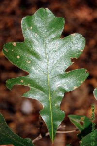 SFA Dendro - Leaf Morphology: Apices