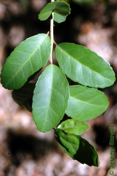 SFA Dendro - Leaf Morphology: Apices