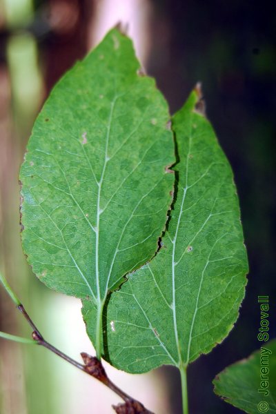 SFA Dendro - Leaf Morphology: Arrangement