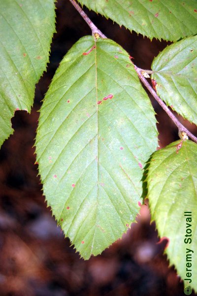 SFA Dendro - Leaf Morphology: Arrangement