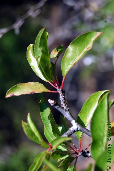 SFA Dendro - Leaf Morphology: Arrangement